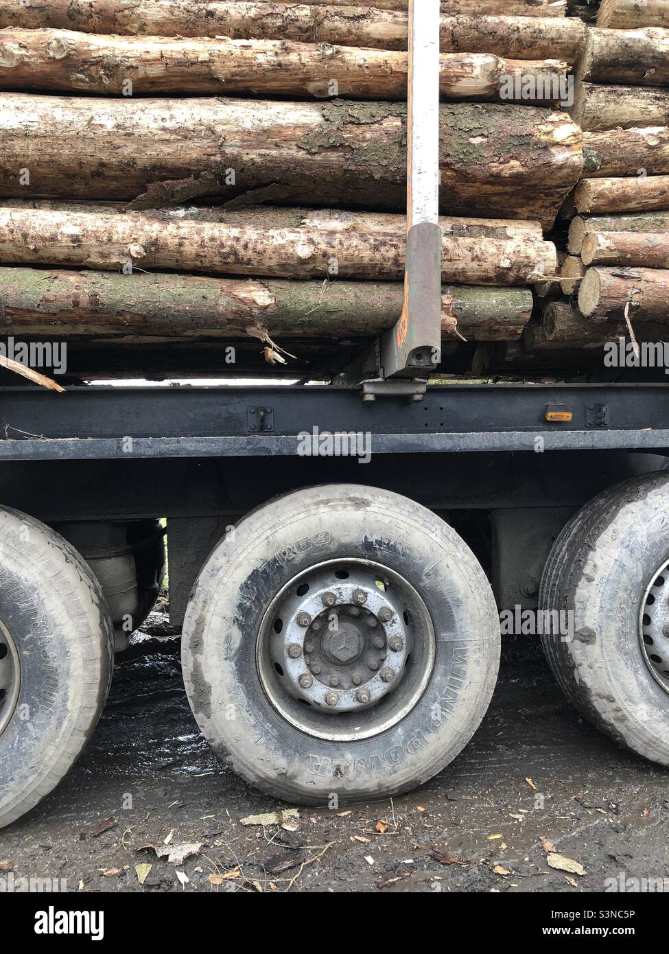 Pile of tree logs on a heavy-duty truck trailer ready for ...