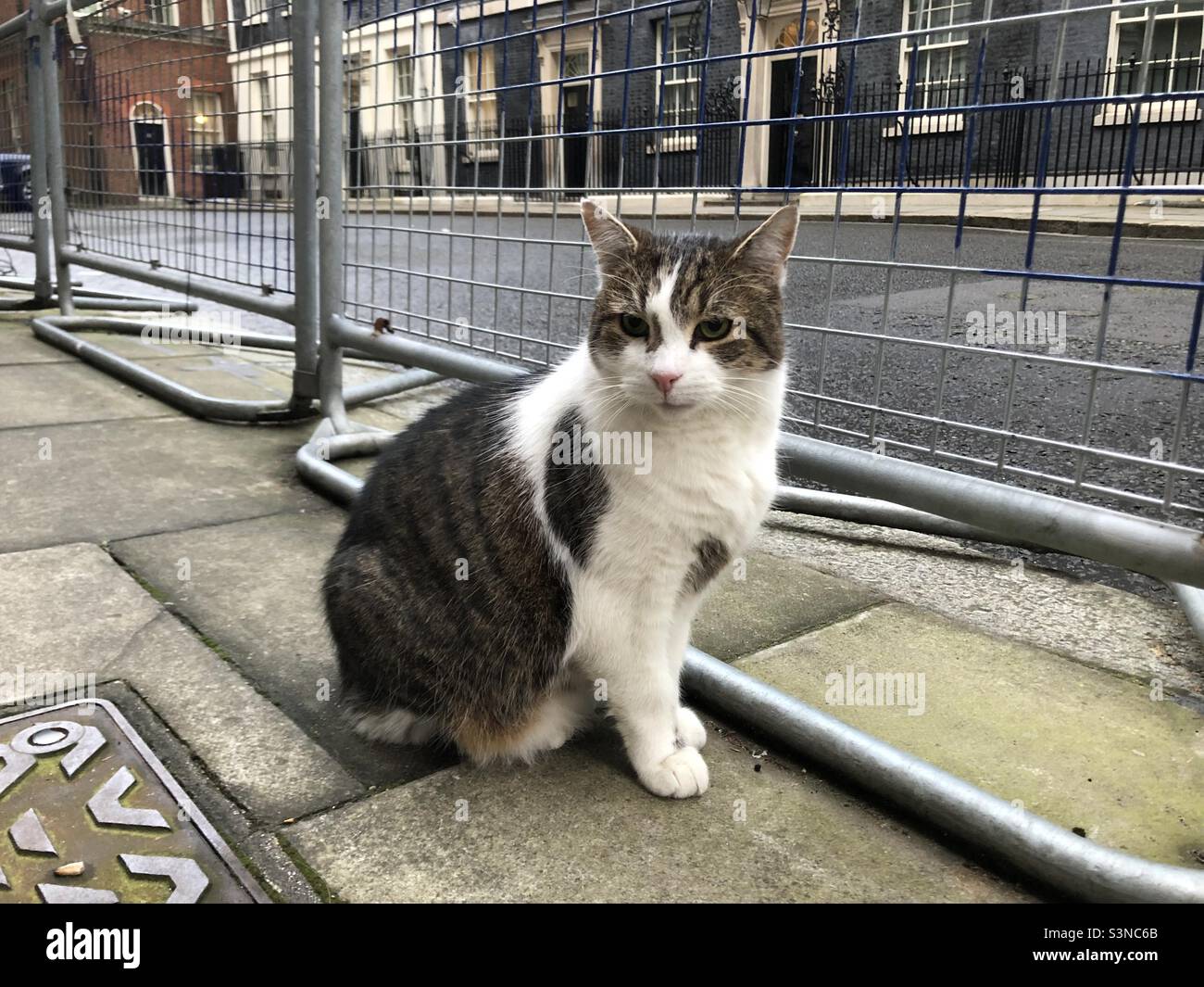 Larry the cat hi-res stock photography and images - Alamy