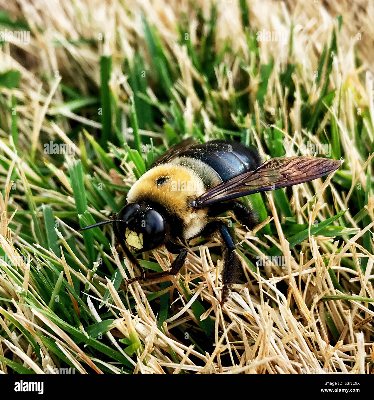 one injured bee in tall zoysia grass Stock Photo - Alamy