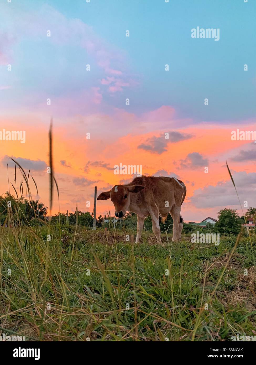 Animals and sunset hi-res stock photography and images - Alamy