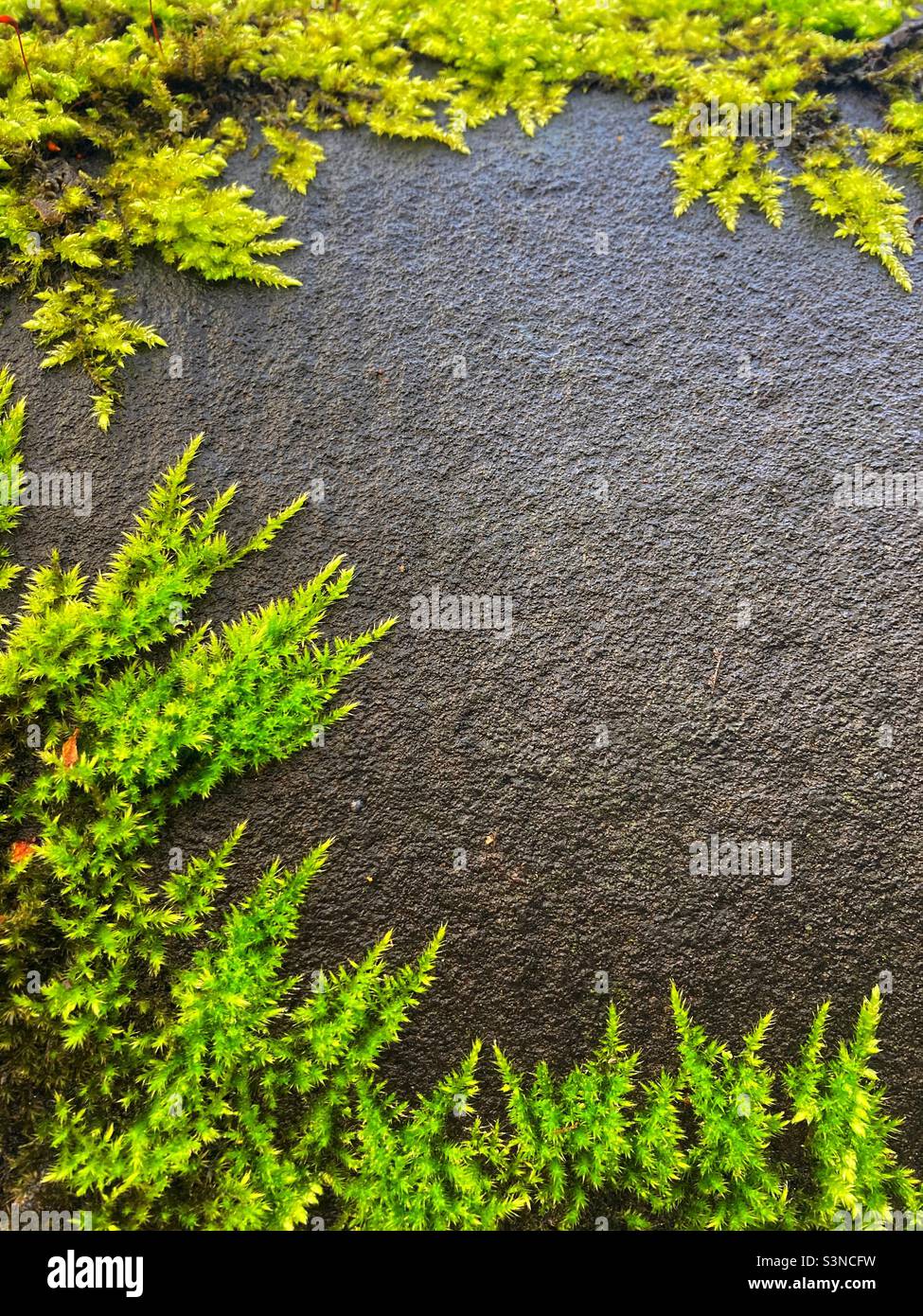 Creeping Moss on damp wall Stock Photo - Alamy
