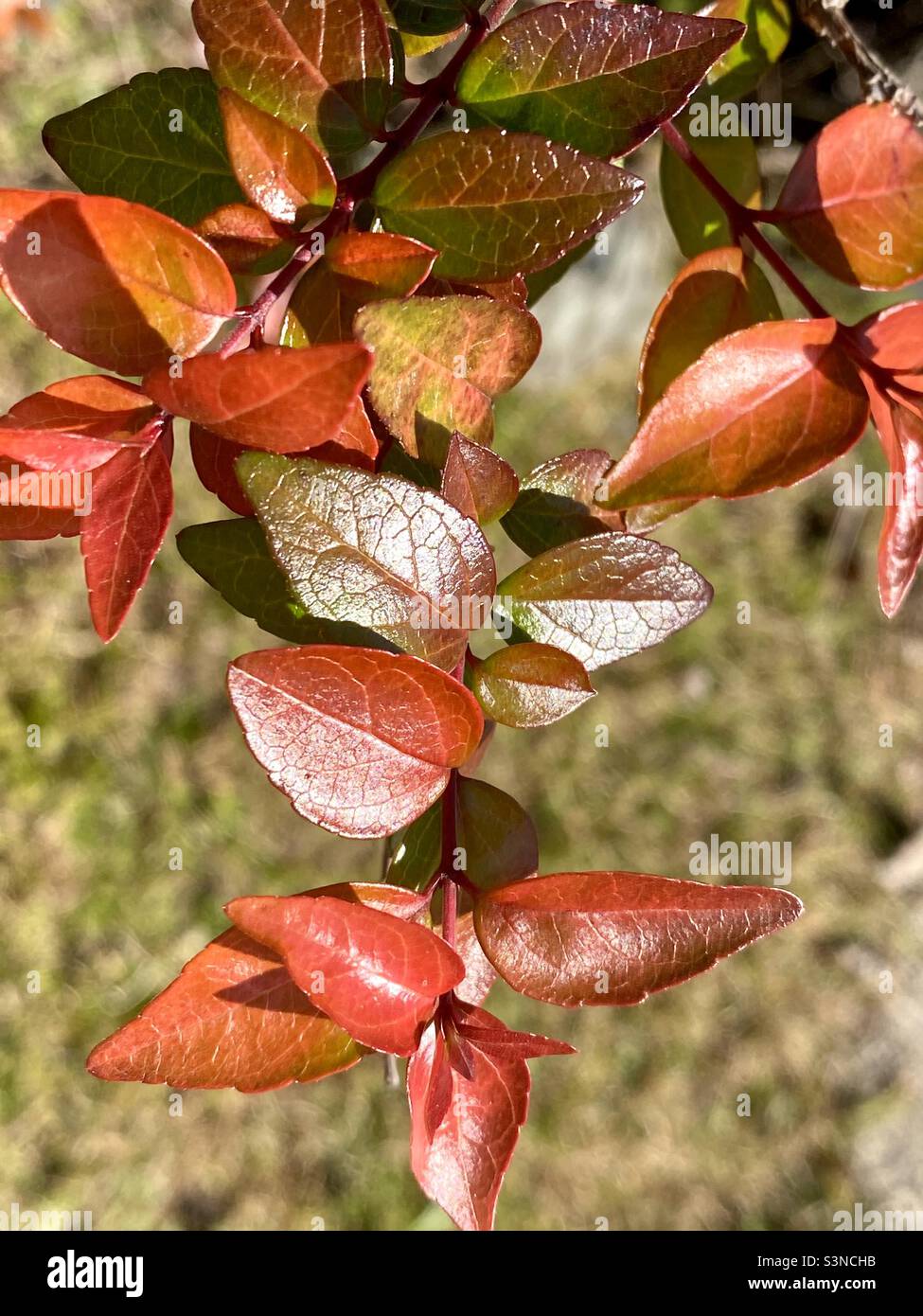 Shiny glossy leaves hi-res stock photography and images - Alamy