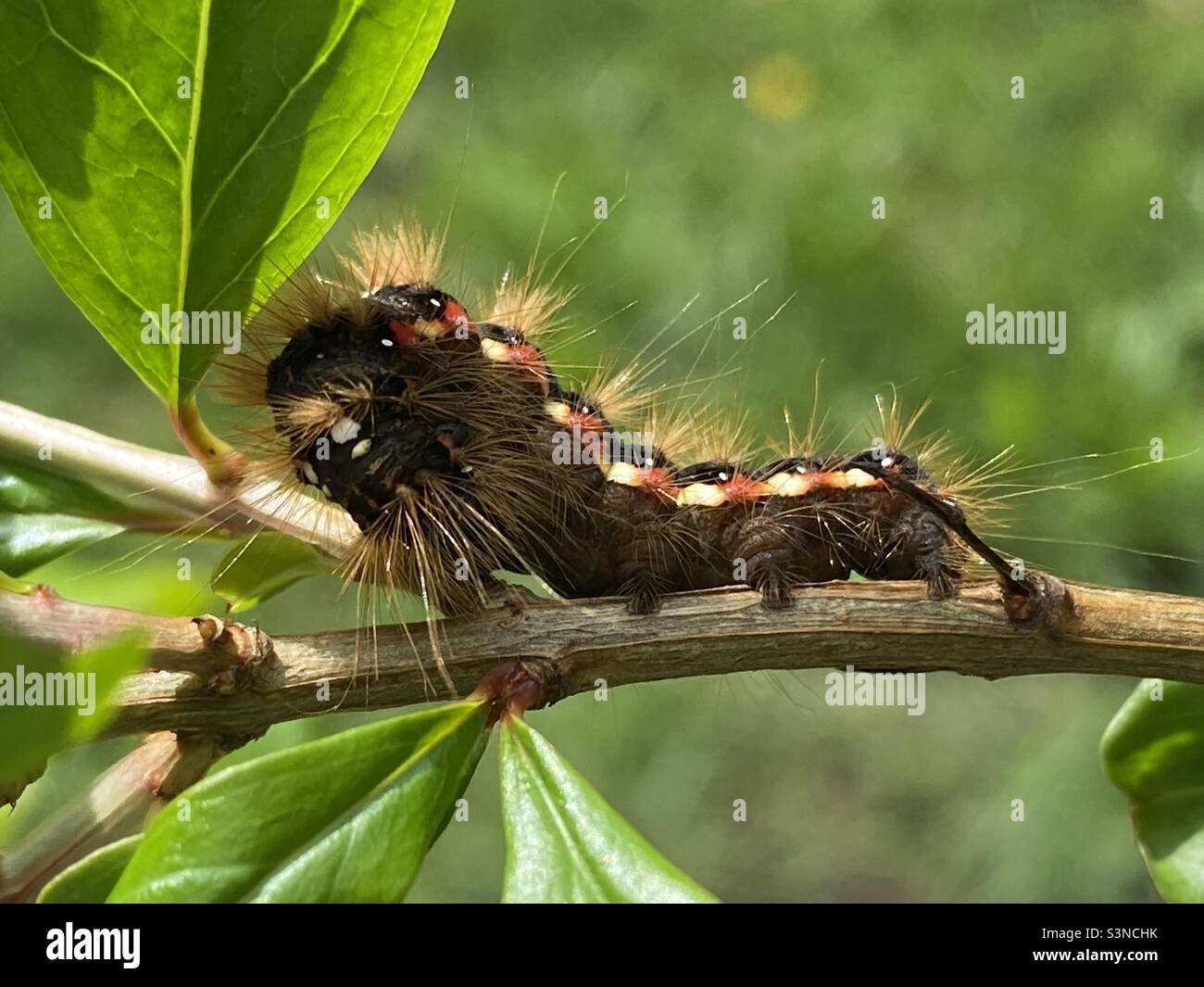 The knot grass hi-res stock photography and images - Alamy