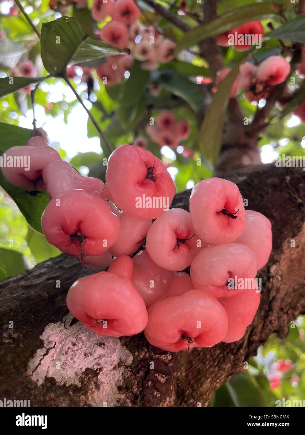 Rose colour kerala fruit hi-res stock photography and images - Alamy