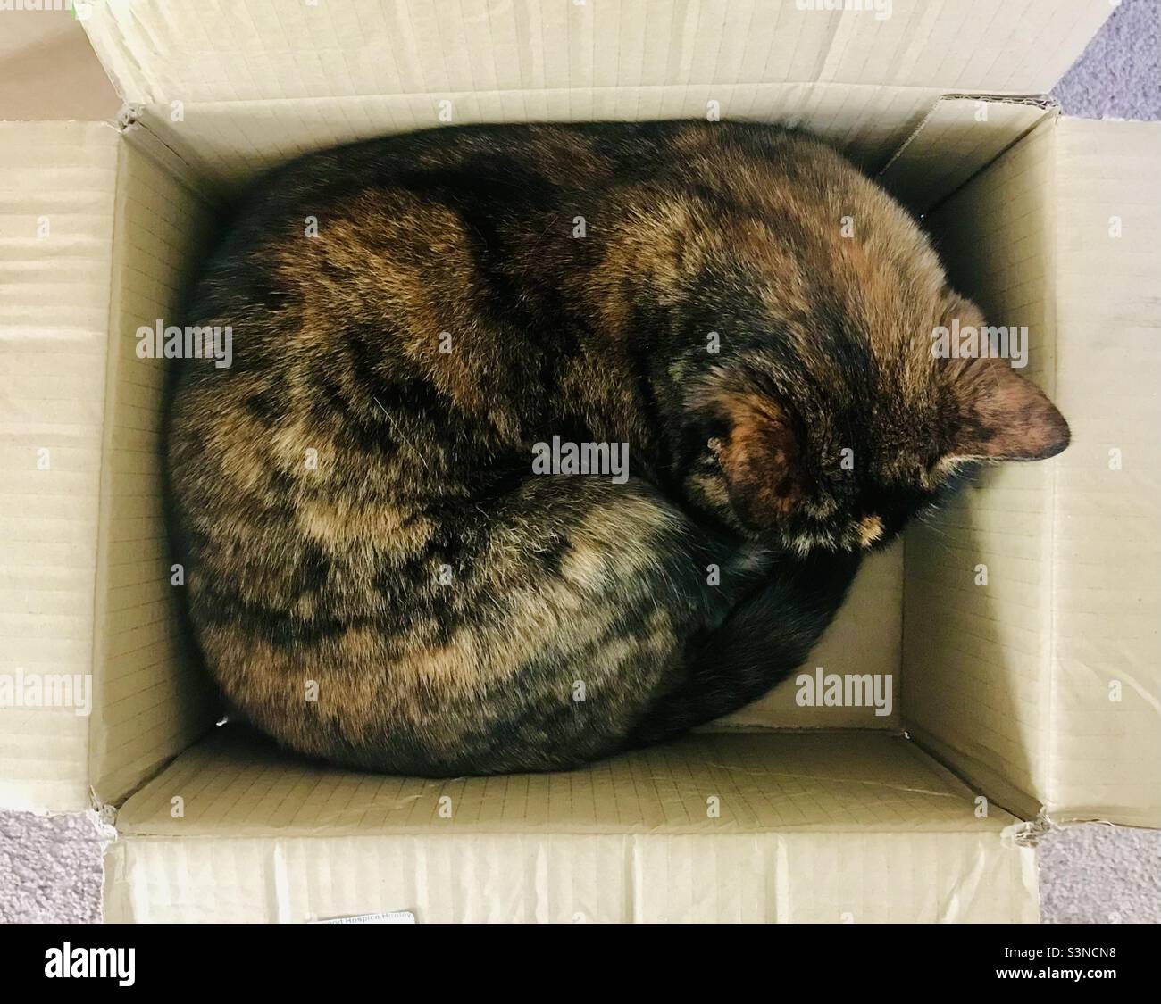 Curled tight hi-res stock photography and images - Alamy