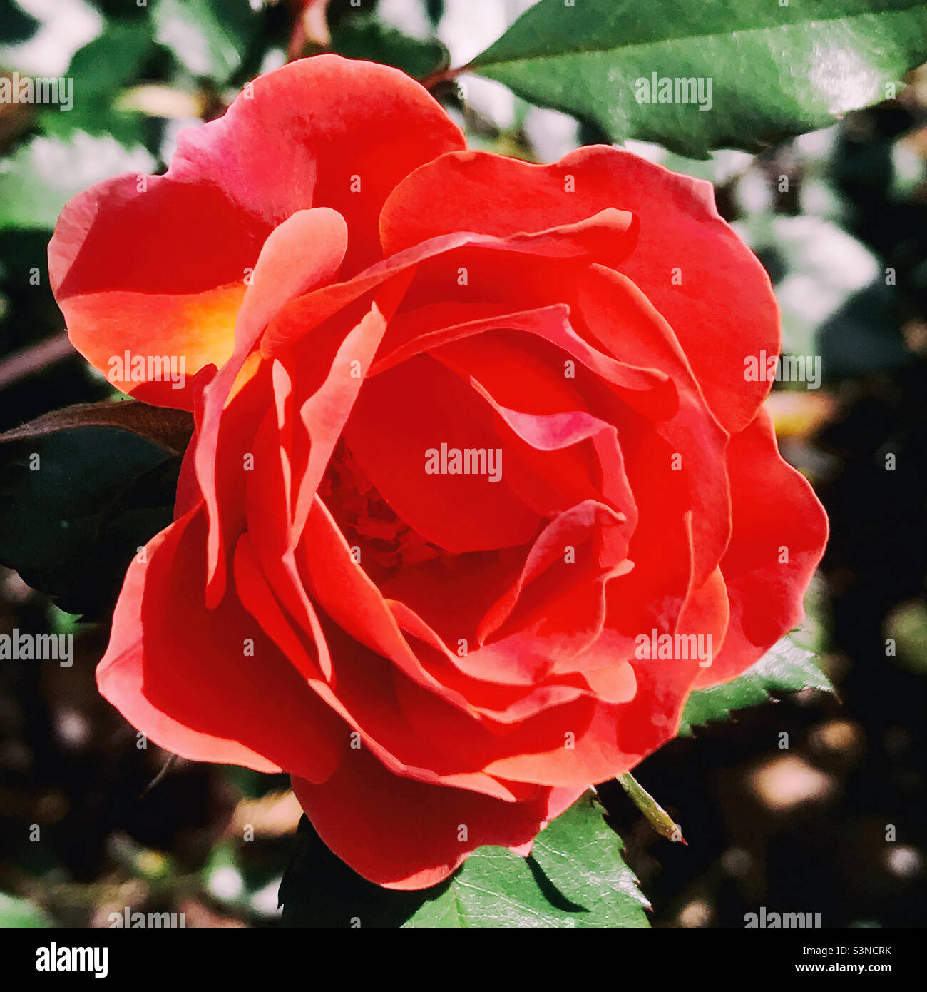 Bloomed red rose in hi-res stock photography and images - Alamy