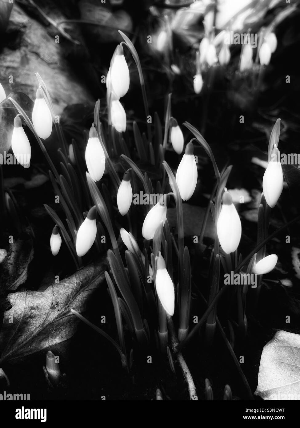 January flowers hi-res stock photography and images - Alamy