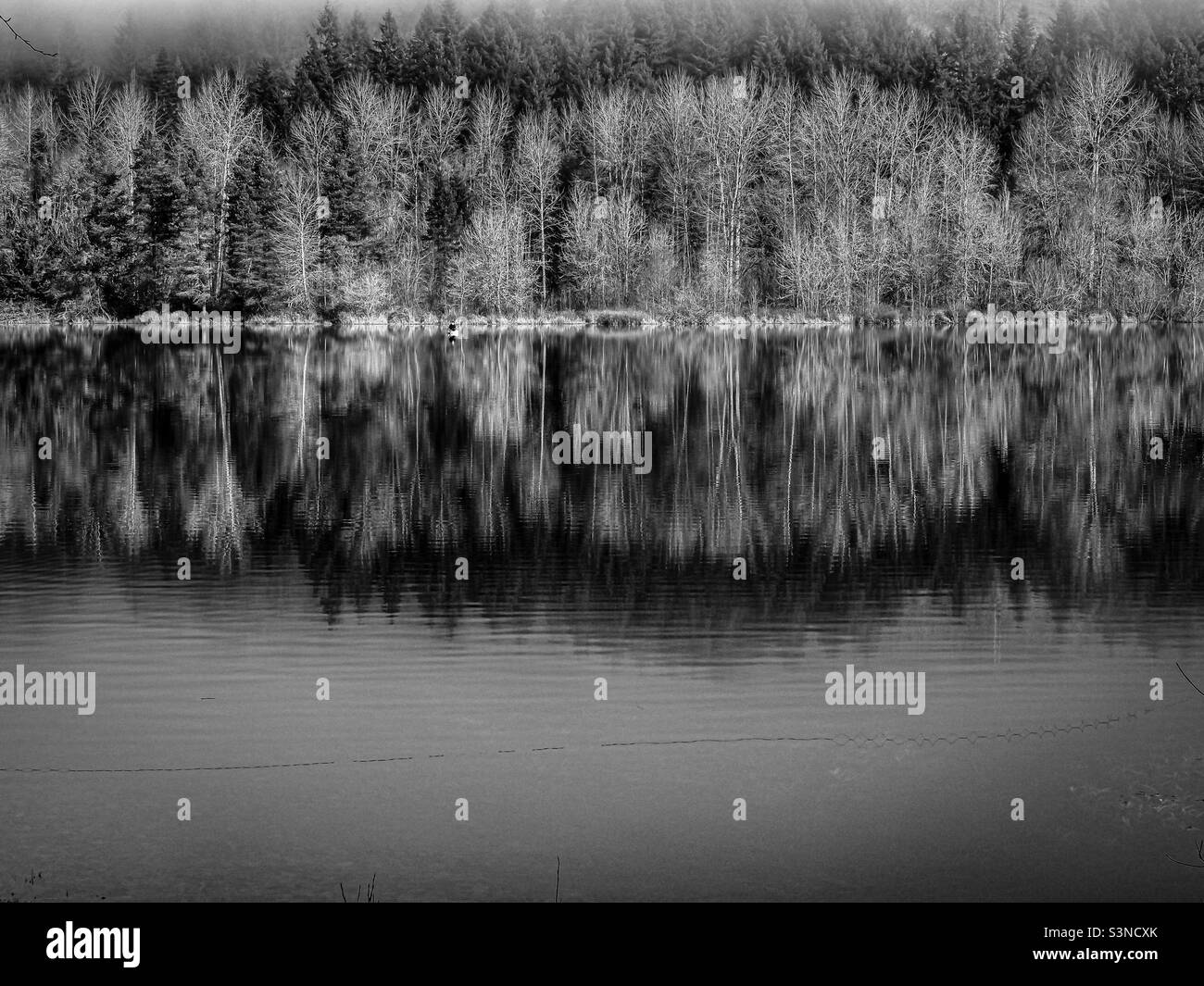 Deciduous and evergreen trees hi-res stock photography and images - Alamy