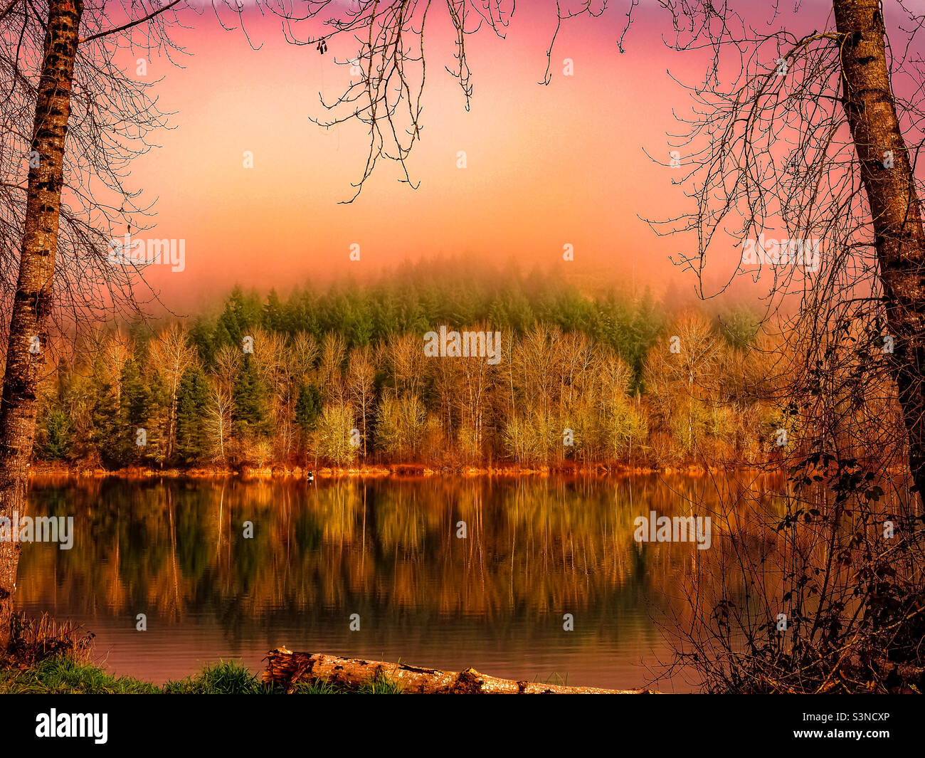 Alder tree frame in frame of tree line reflection in the lake Stock ...