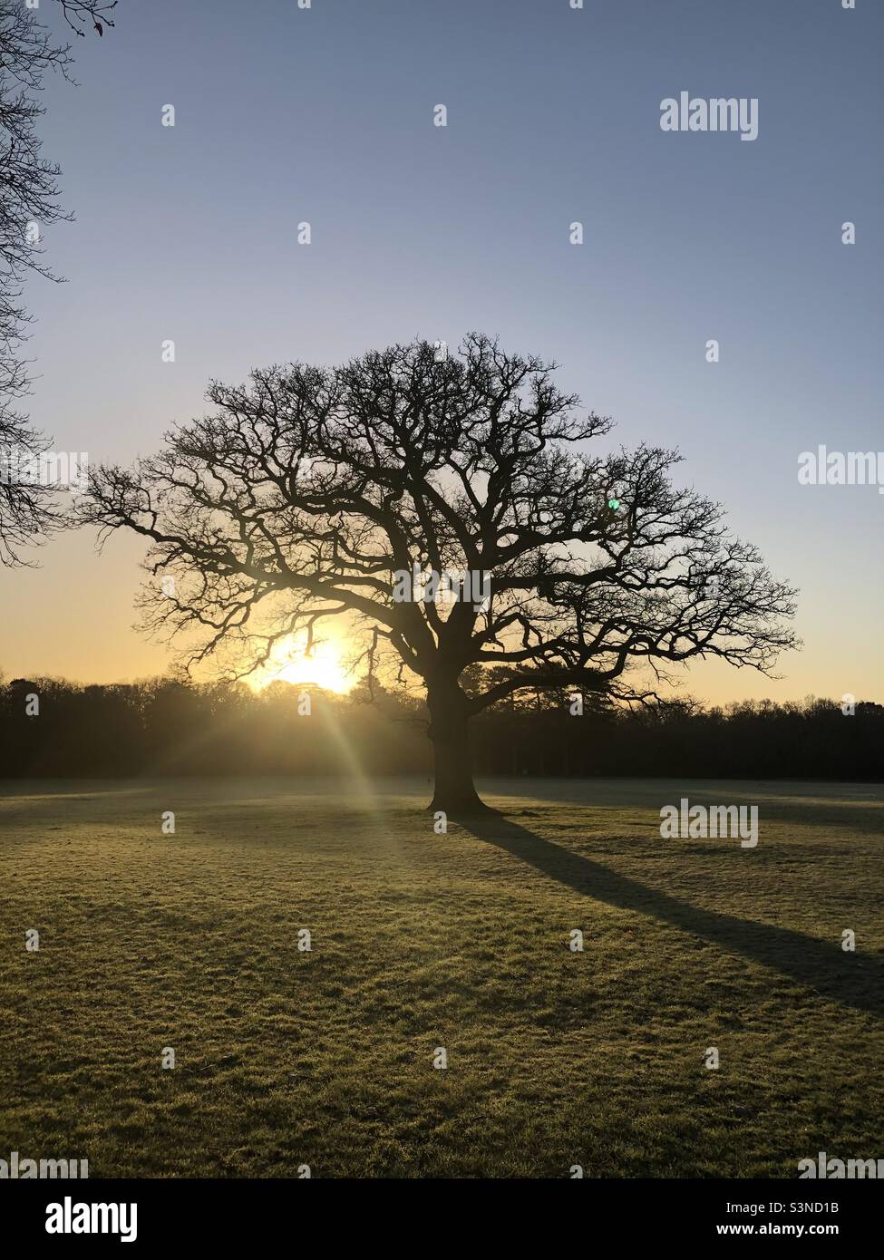 Oak tree sunrise hi-res stock photography and images - Alamy