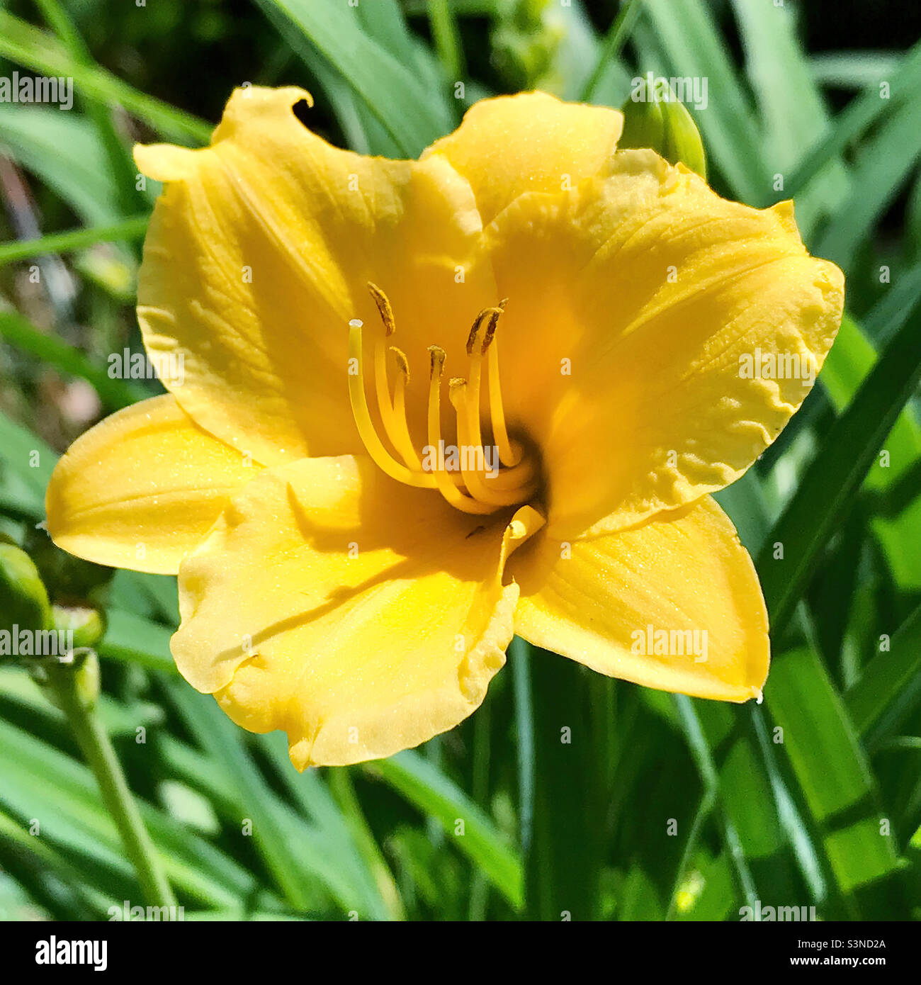 Gorgeous yellow daylily flower blossom Stock Photo - Alamy