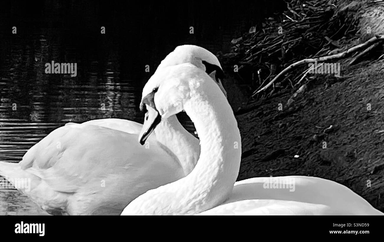 B&W picture of Two swans together on river Stock Photo - Alamy