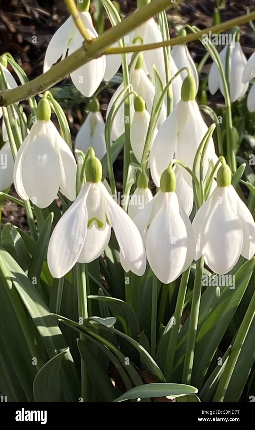 Drops of snow hi-res stock photography and images - Alamy