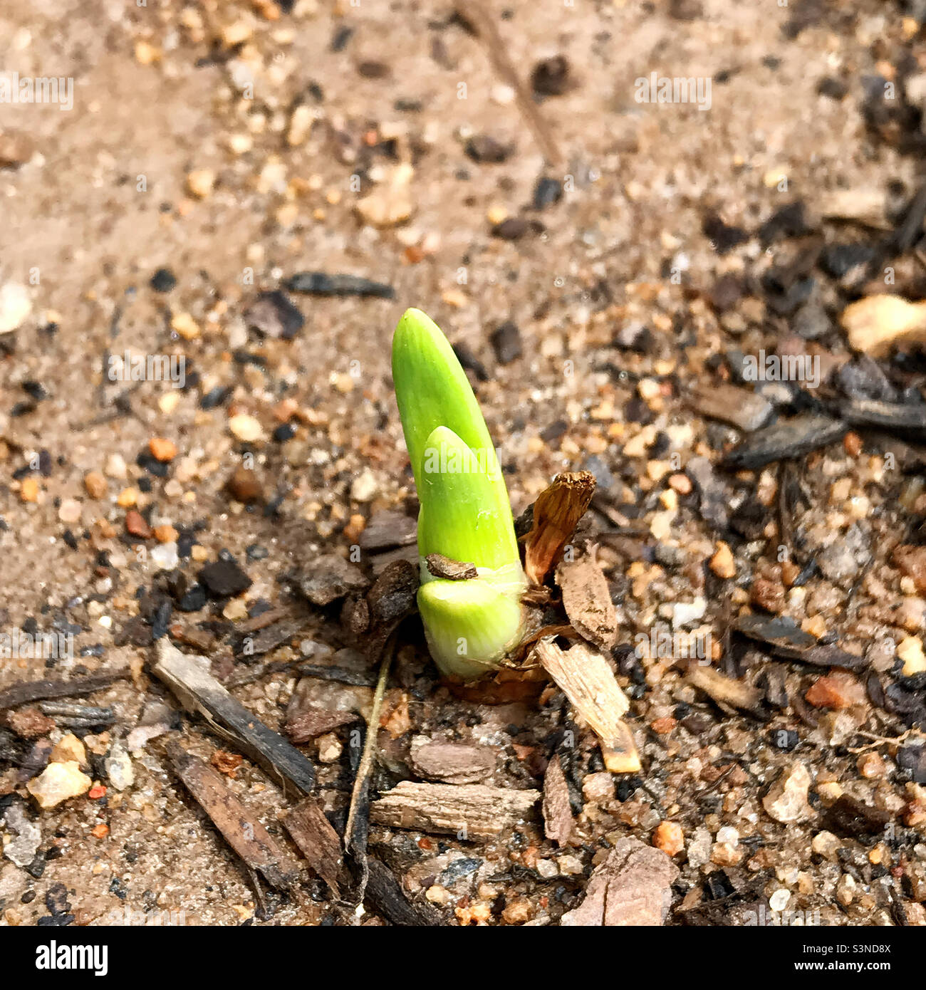 Sprout vegetable garden hi-res stock photography and images - Alamy