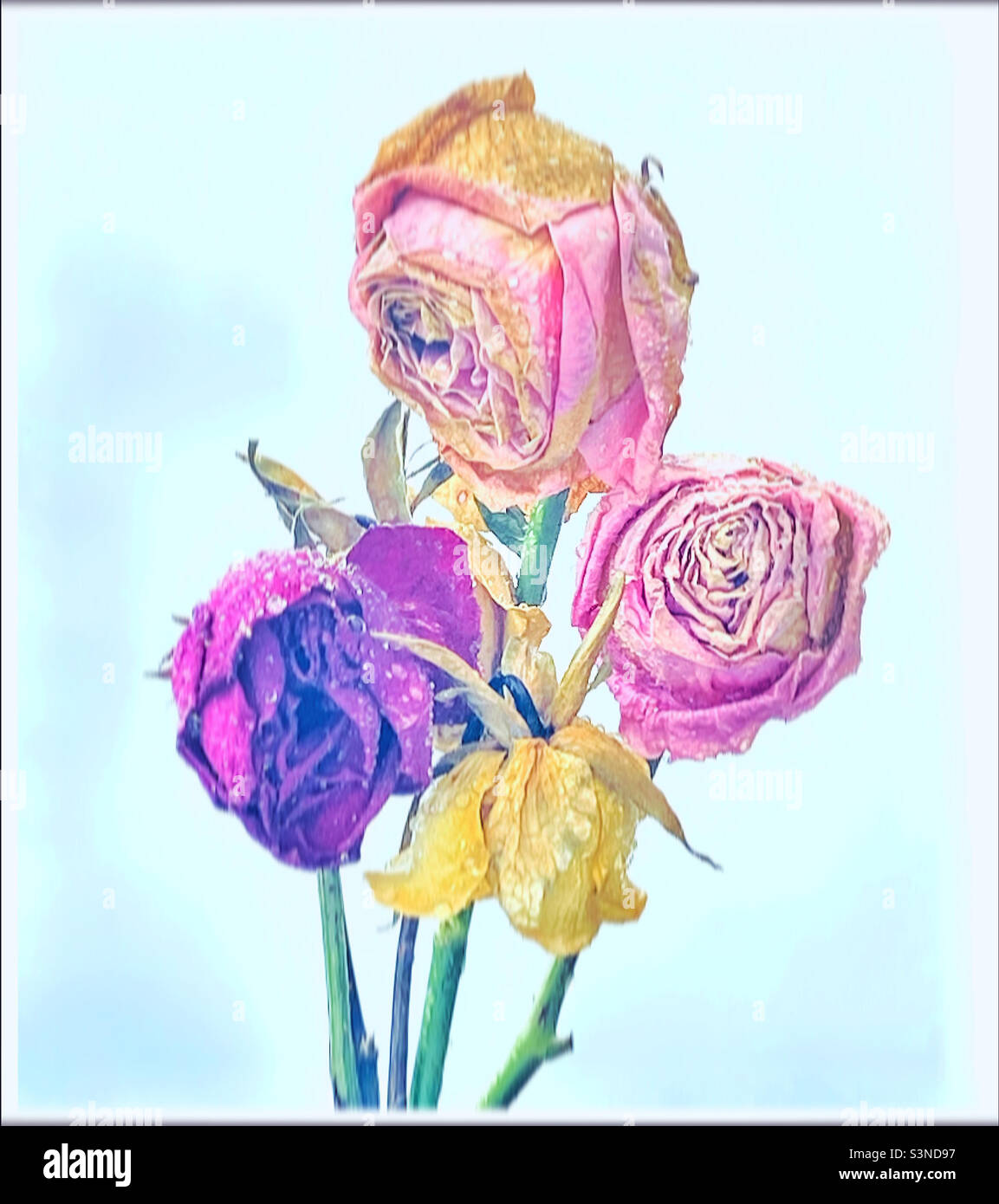 Fragile roses hi-res stock photography and images - Alamy