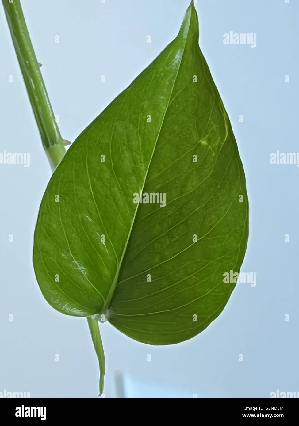 Pothos plant hi-res stock photography and images - Alamy