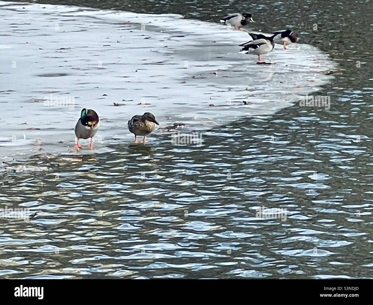 Standing ducks hi-res stock photography and images - Alamy