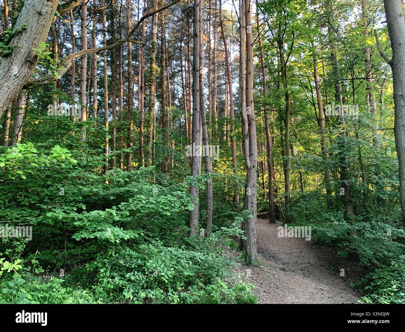 Taken in the woods near Chesterfield, Derbyshire; just outside of the ...