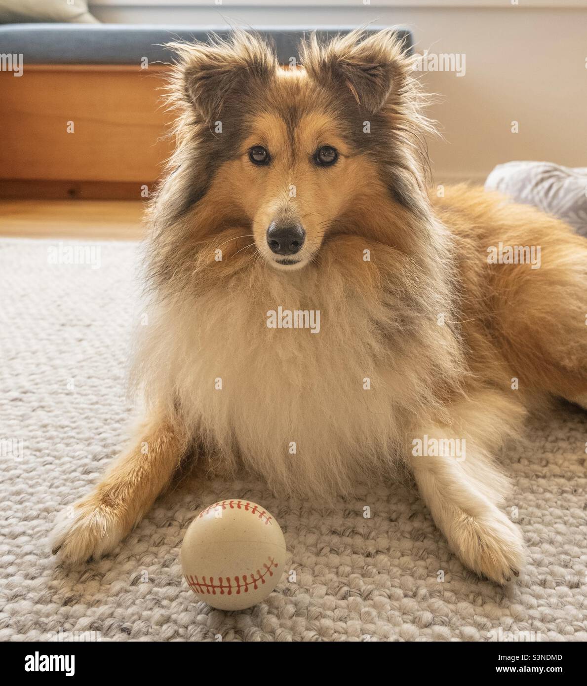 Human dog play indoor hi-res stock photography and images - Alamy