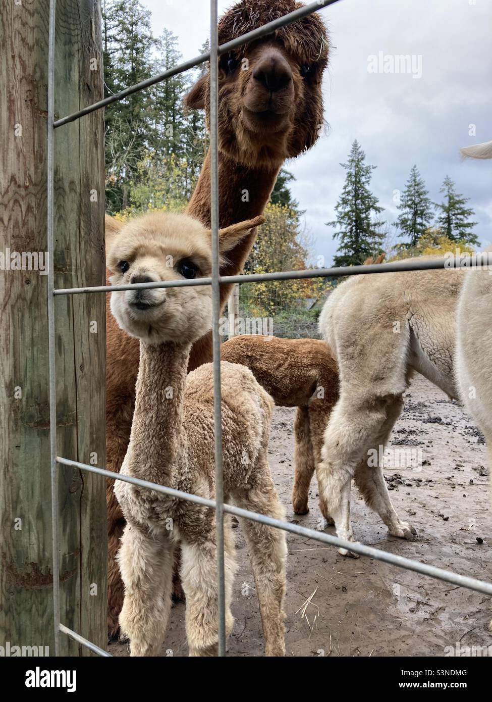 Alpaca family hi-res stock photography and images - Alamy