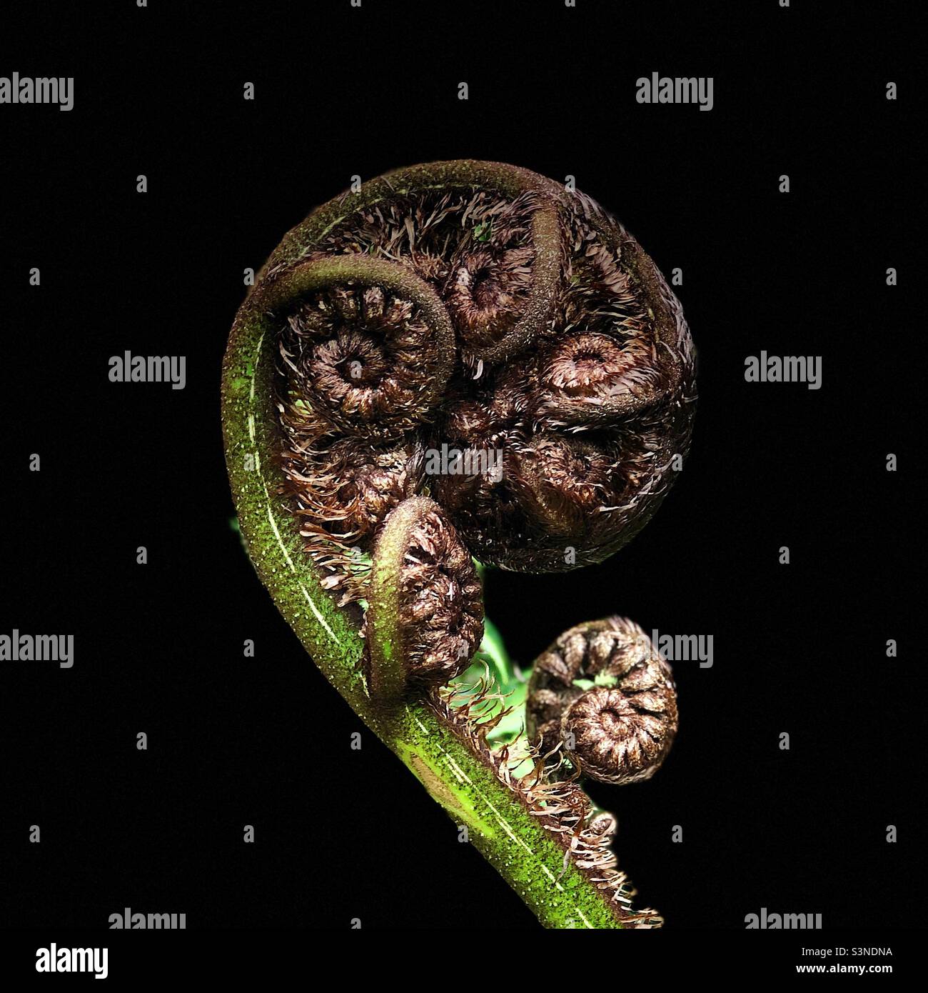 Koru hi-res stock photography and images - Alamy