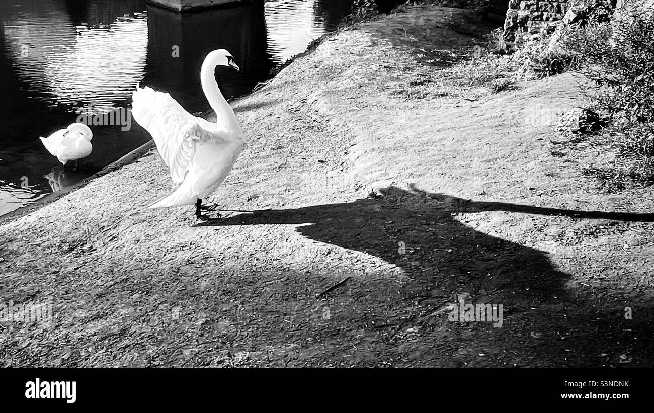 Cast of black swan hi-res stock photography and images - Alamy