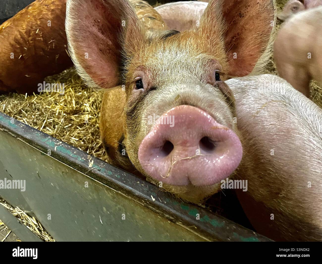 Swithens hi-res stock photography and images - Alamy