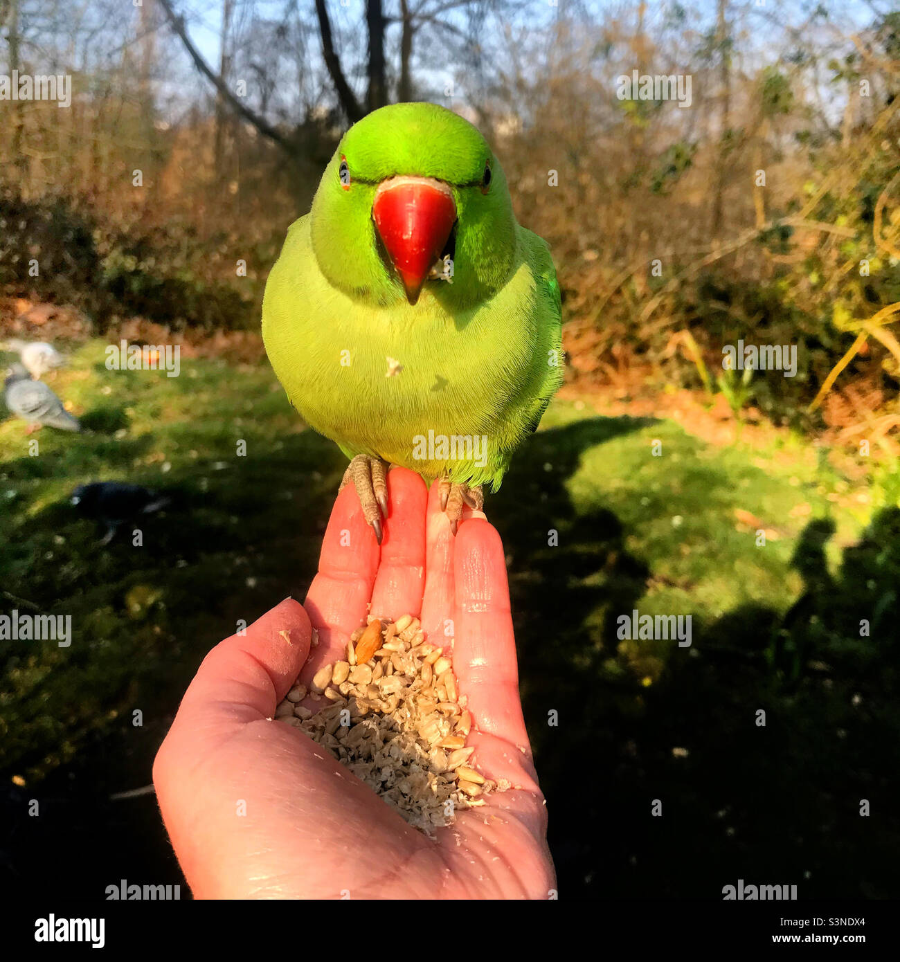 Feeding parakeets in hyde park hi-res stock photography and images - Alamy
