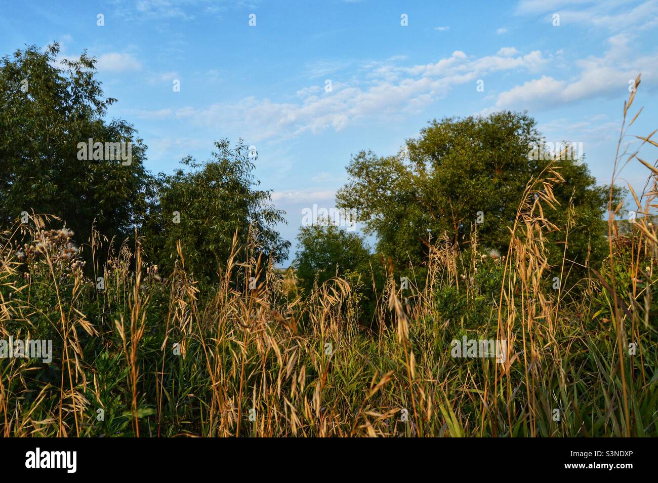 My native land hi-res stock photography and images - Alamy