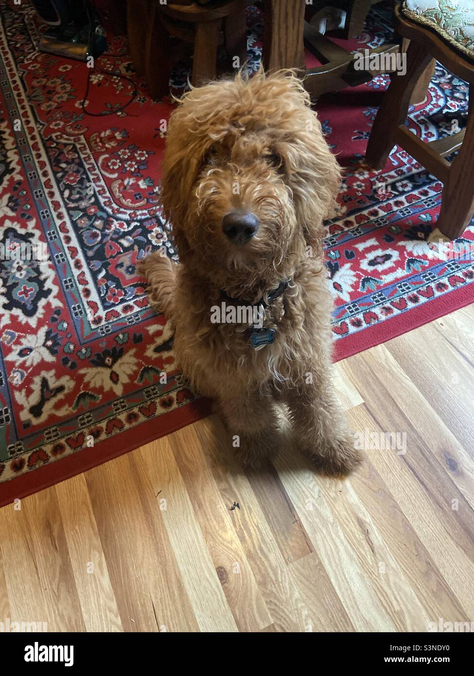 Harry popper hi-res stock photography and images - Alamy