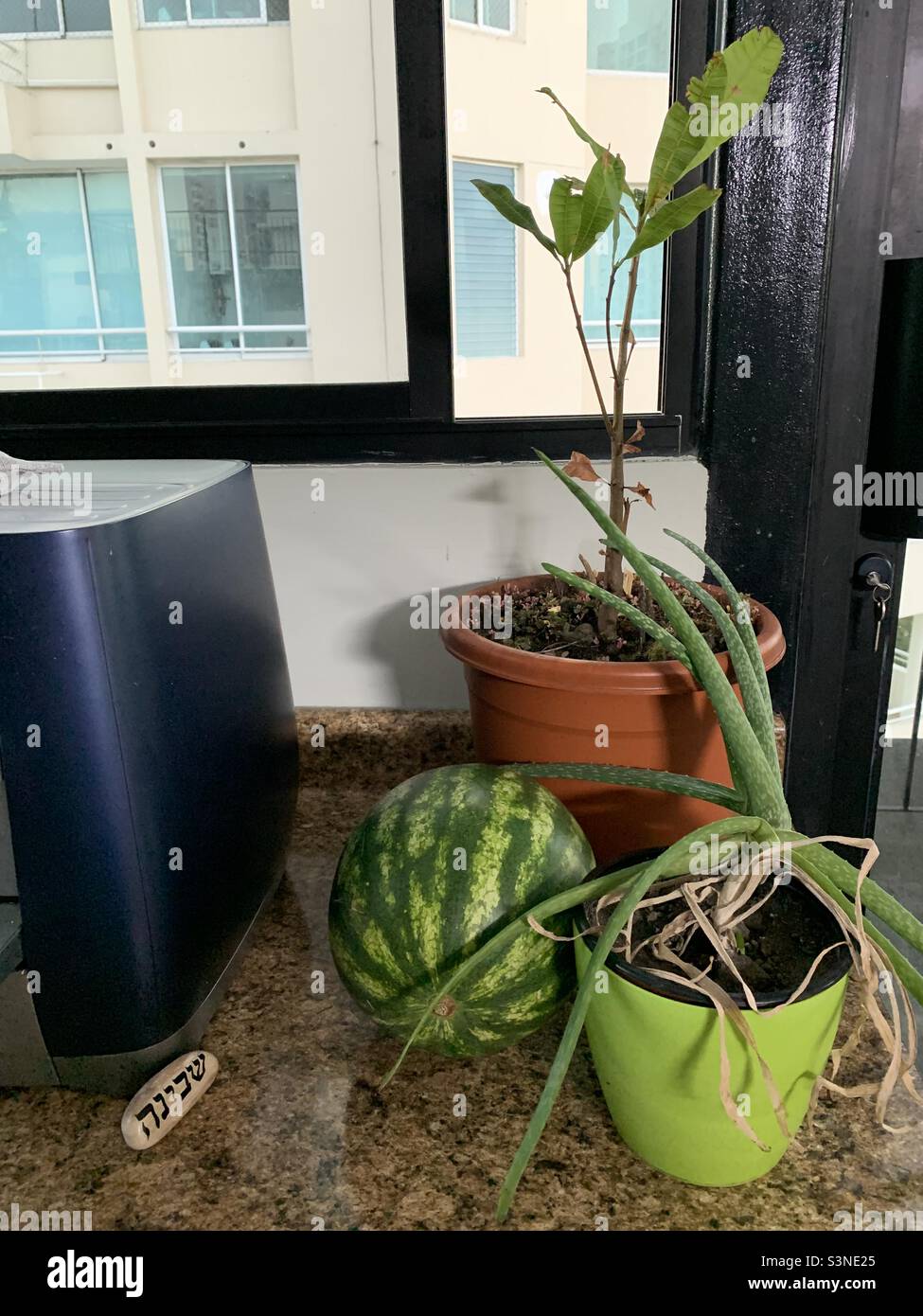 Sugar Baby Watermelon Sprouts