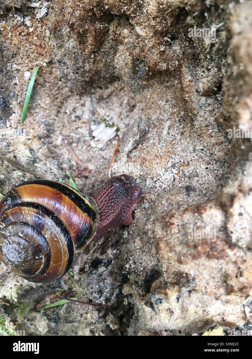 Shell and rock hi-res stock photography and images - Alamy