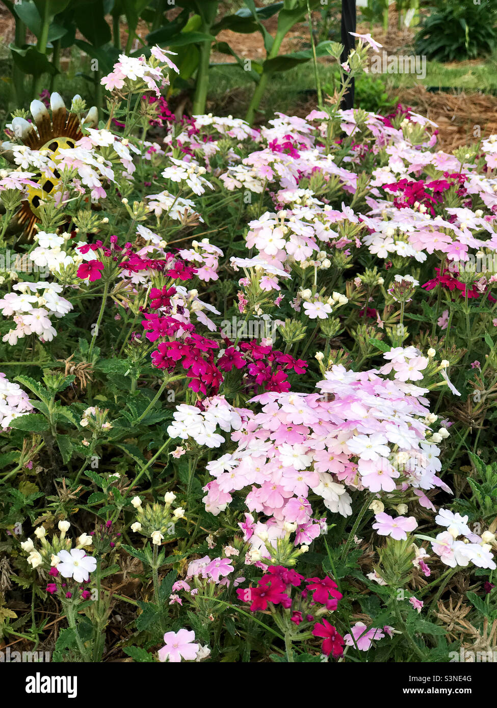 Verbena Flowers In Full Sun Hi Res Stock Photography And Images Alamy