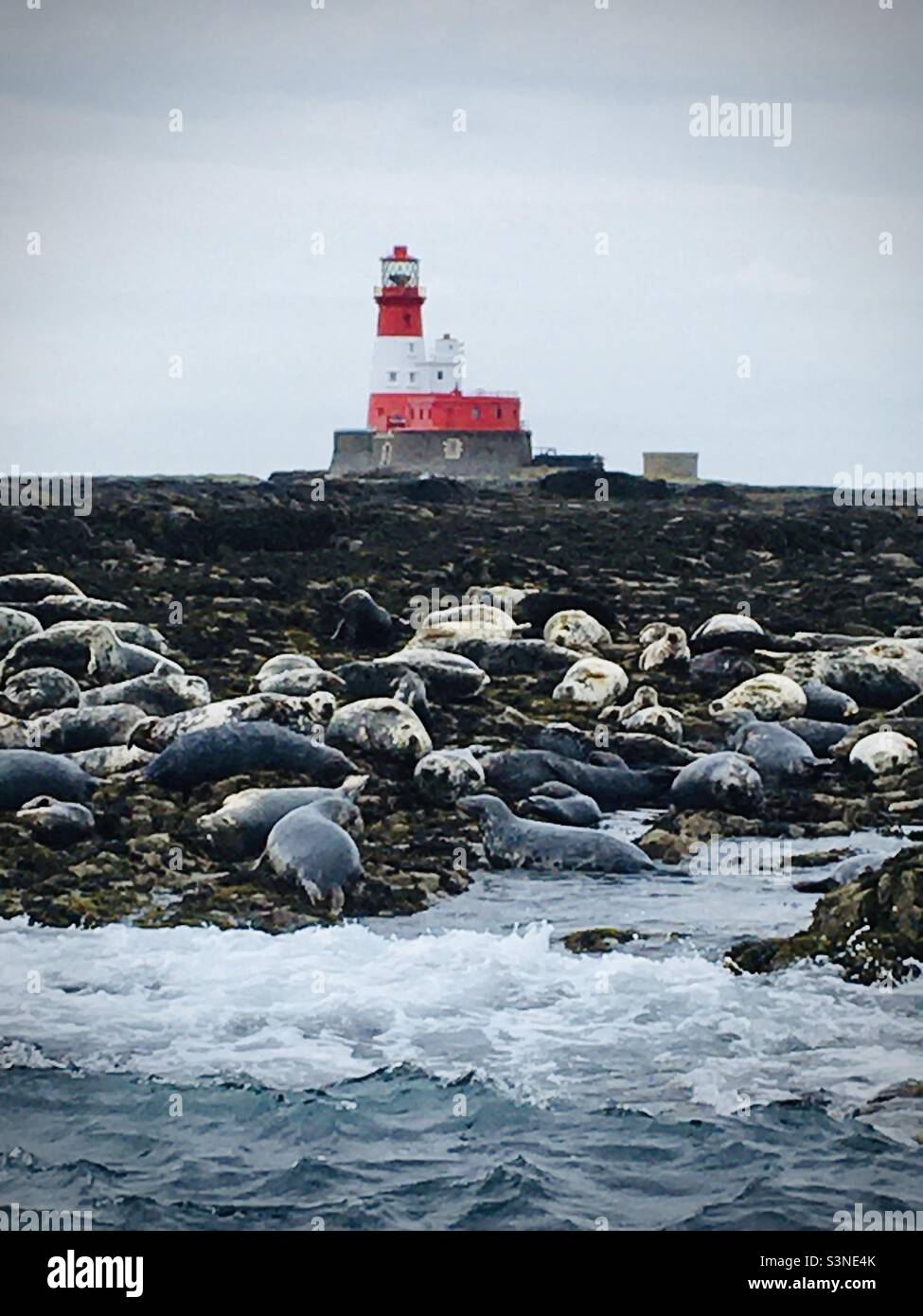 Longstone lighthouse and seals. Farne Islands, Northumbria, England ...