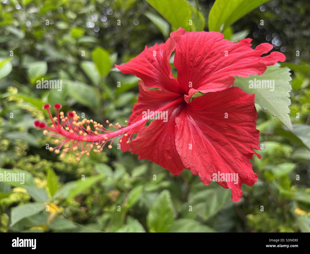 Kerala chembarathi flower hi-res stock photography and images - Alamy