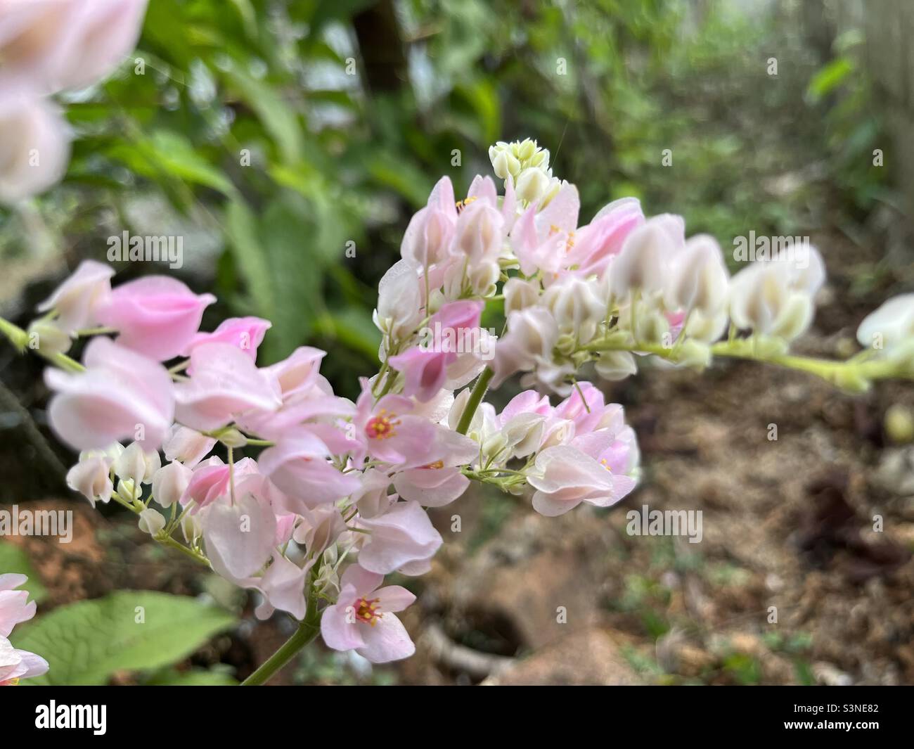 Pink creeper plant hi-res stock photography and images - Alamy
