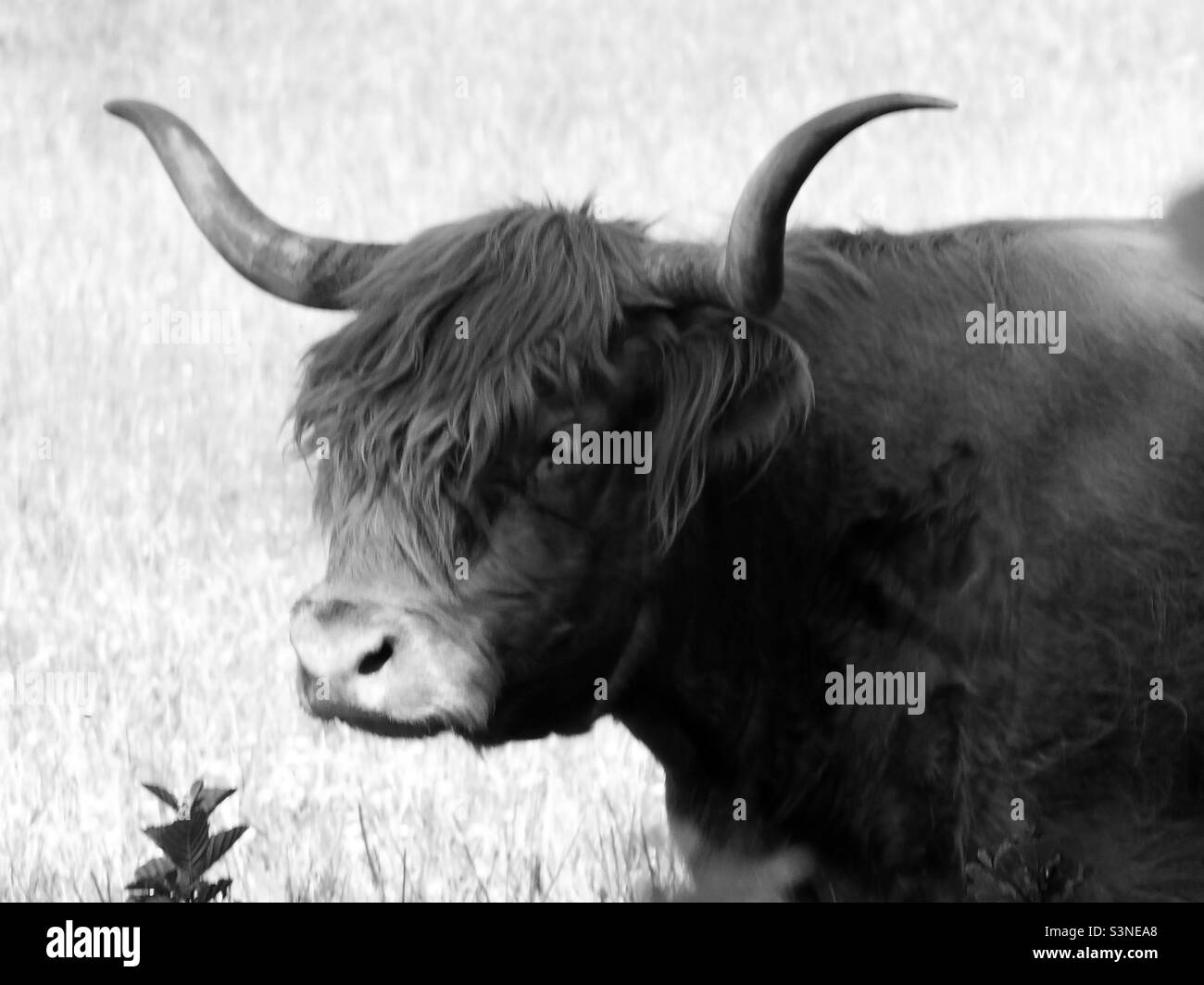 Portrait highland cow Black and White Stock Photos & Images - Alamy