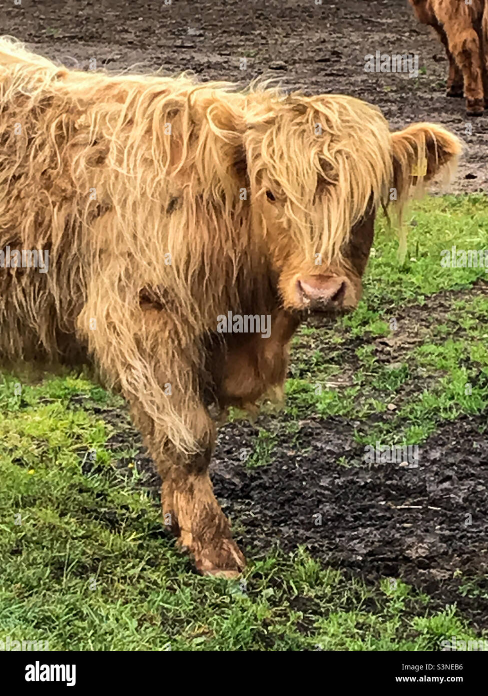 Mud and rain hi-res stock photography and images - Alamy