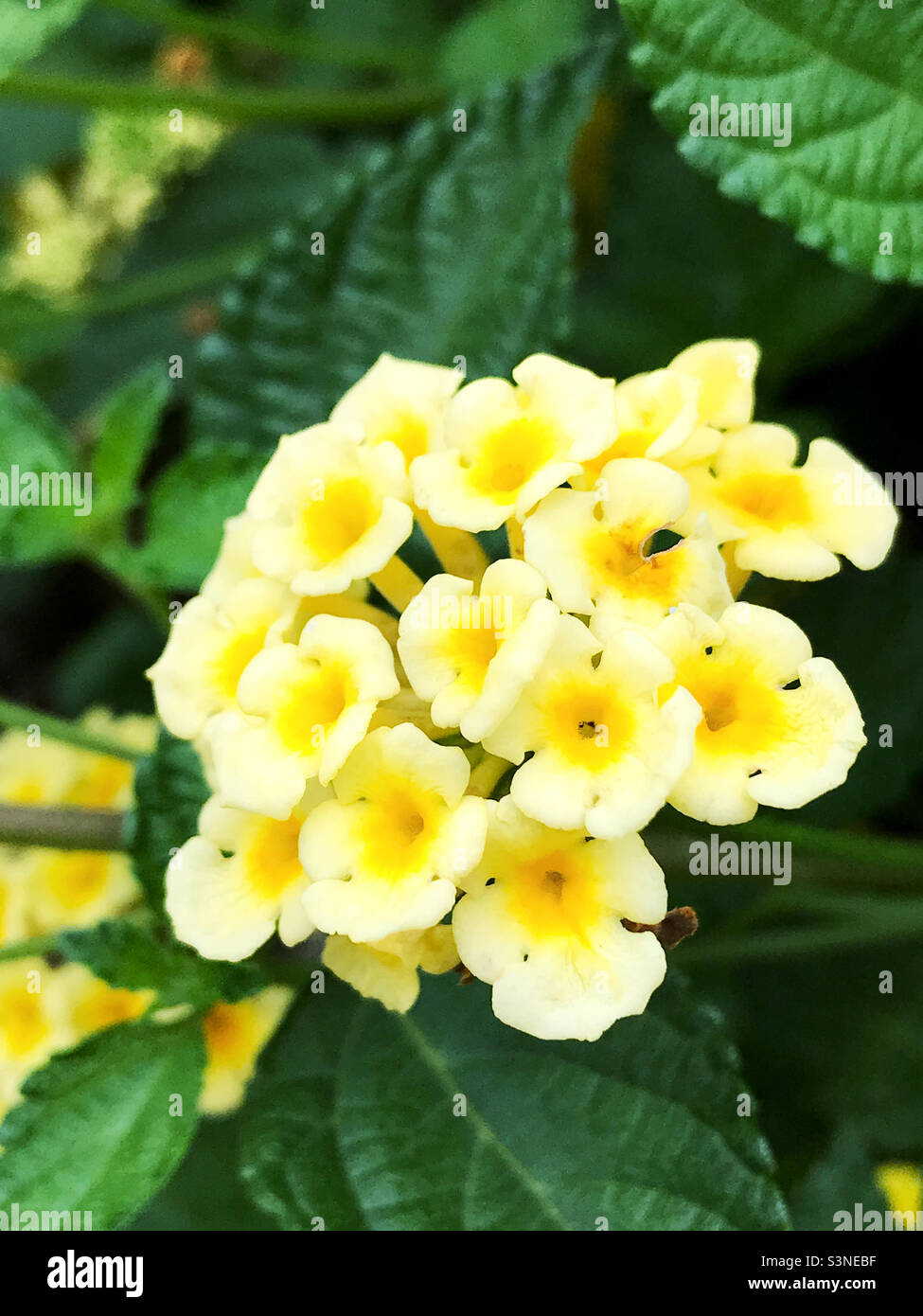 Small yet powerful lemon colored lantana flower blossom Stock Photo - Alamy