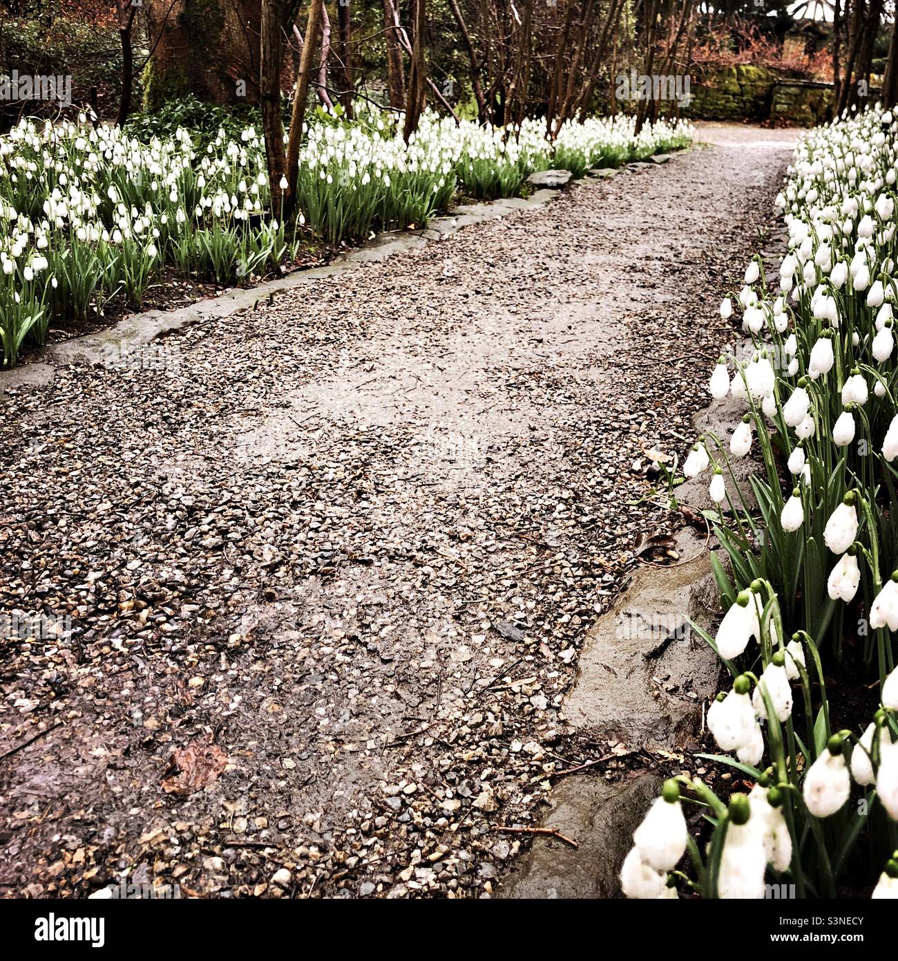 Winter flower border hi-res stock photography and images - Alamy