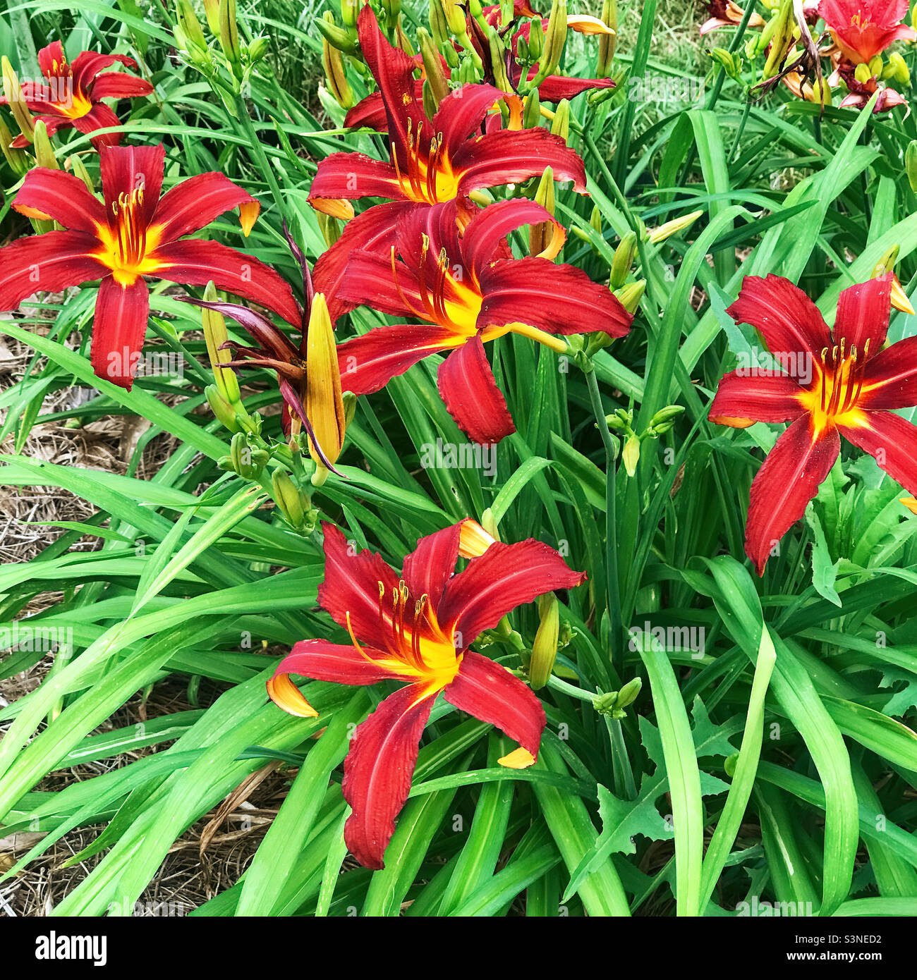 Daylily flowers hi-res stock photography and images - Alamy