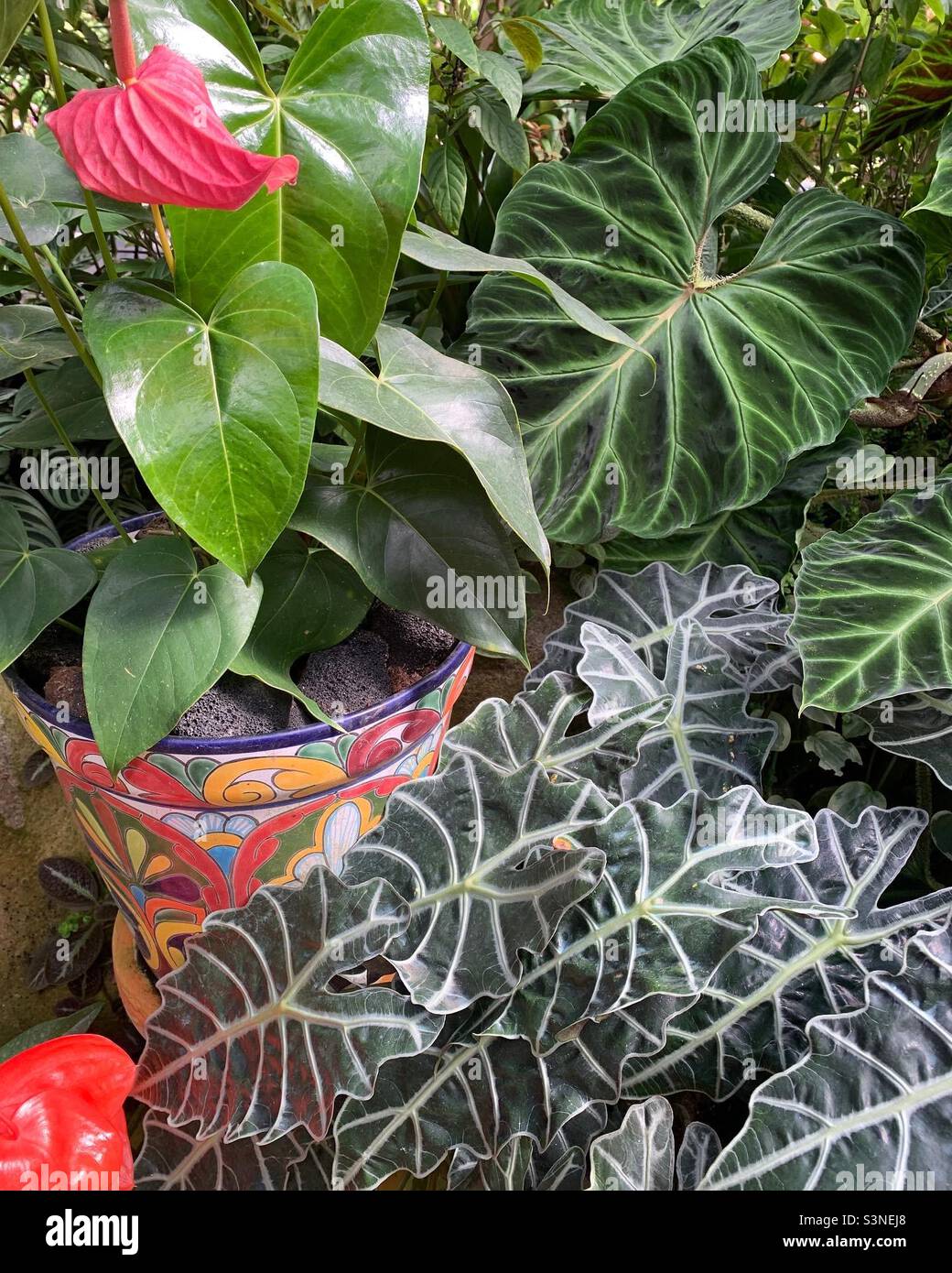 Collection of Tropical plants Stock Photo - Alamy