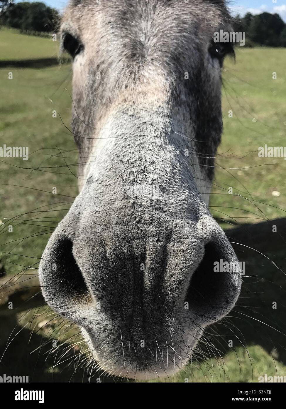 Donkey nose hi-res stock photography and images - Alamy