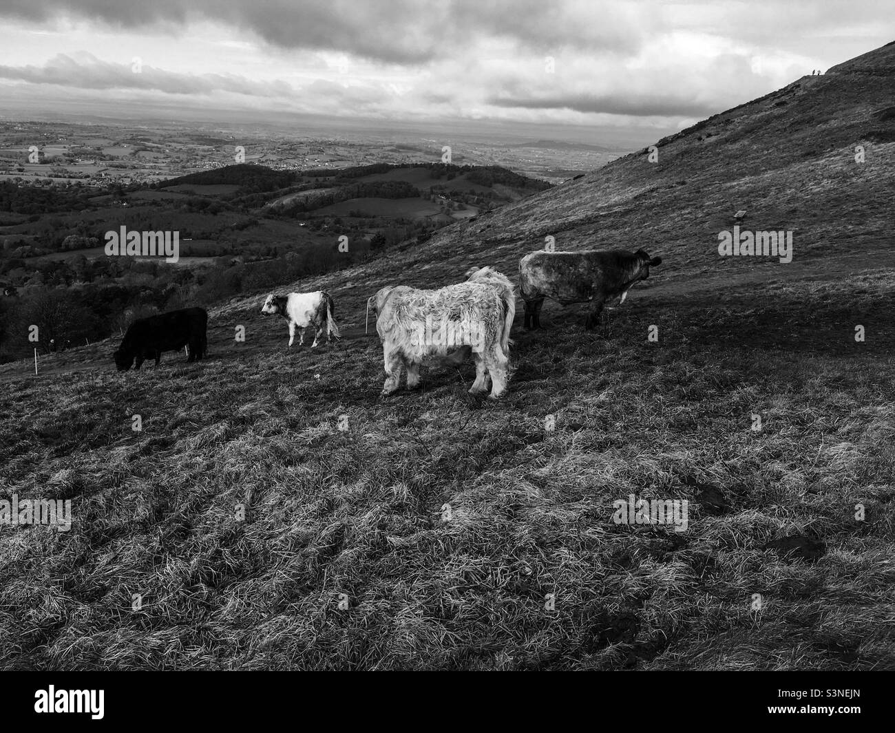 Angus cows Black and White Stock Photos & Images - Alamy