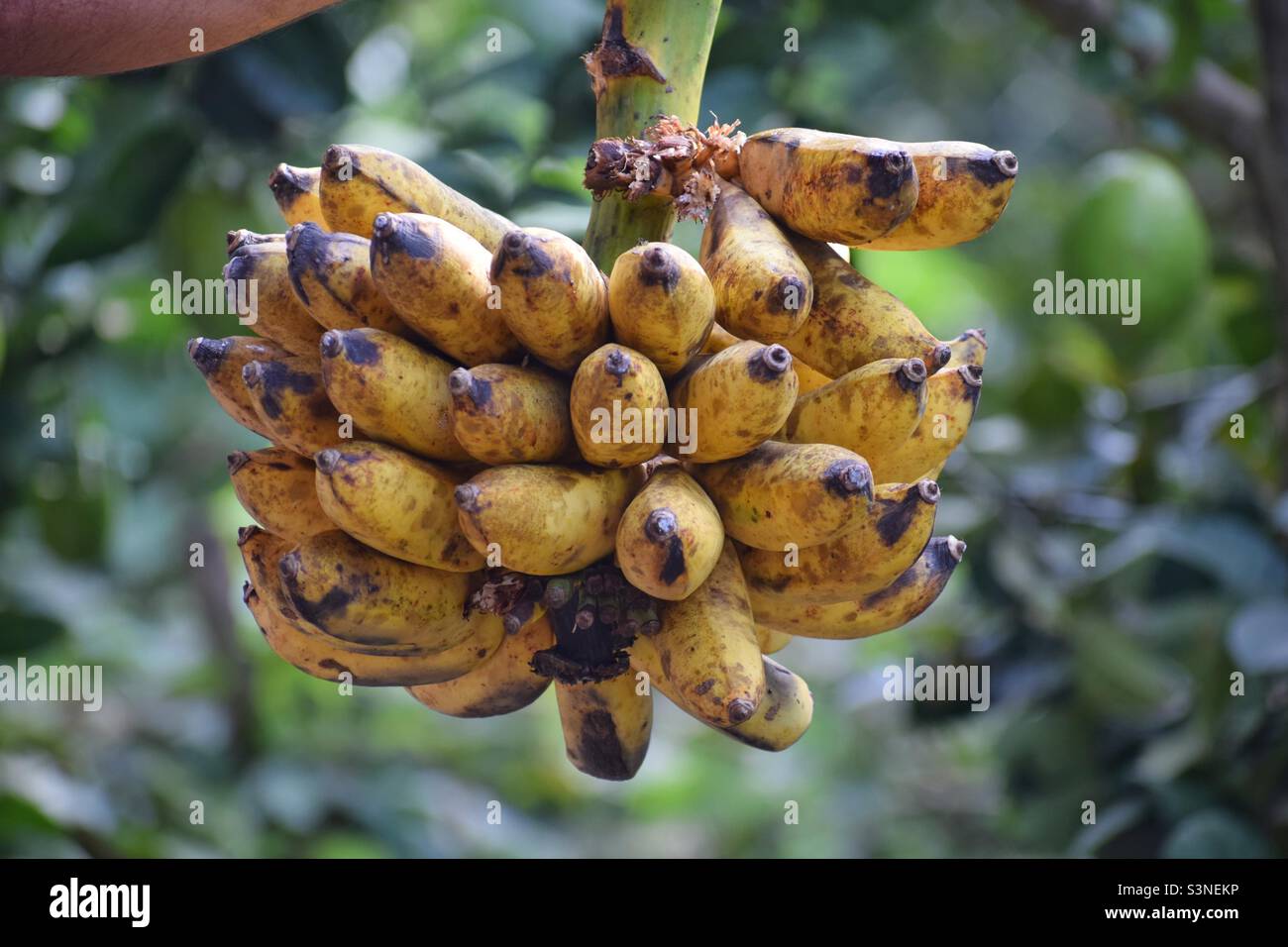 Naturally organic hi-res stock photography and images - Alamy