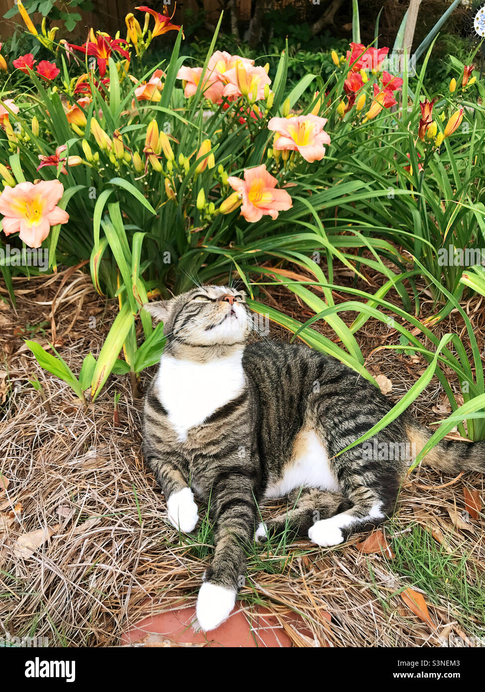 Female tabby cat lounging in a flower bed smelling all the flowers ...