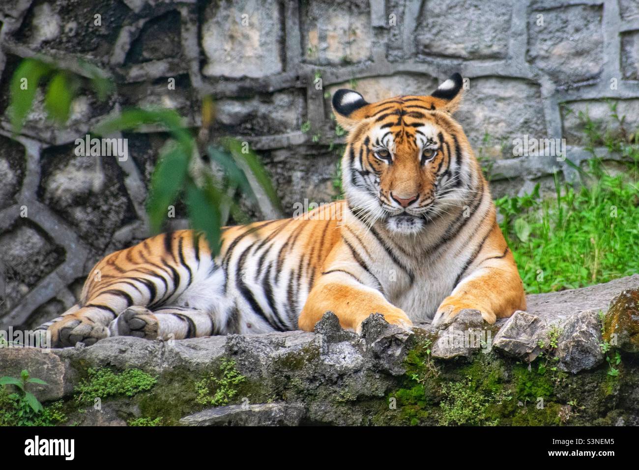 Nepal zoo hi-res stock photography and images - Alamy