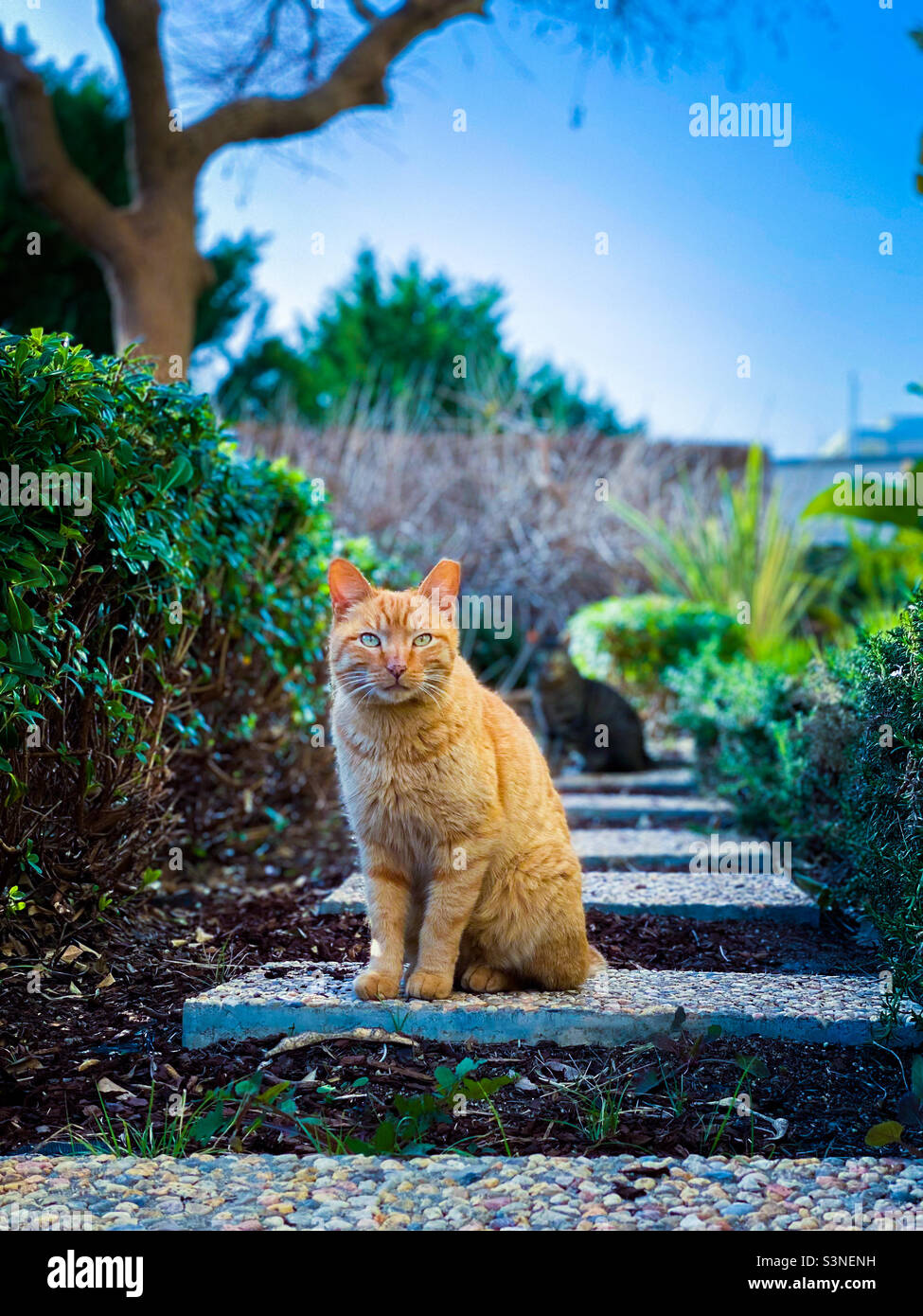 Simple cat hi-res stock photography and images - Alamy
