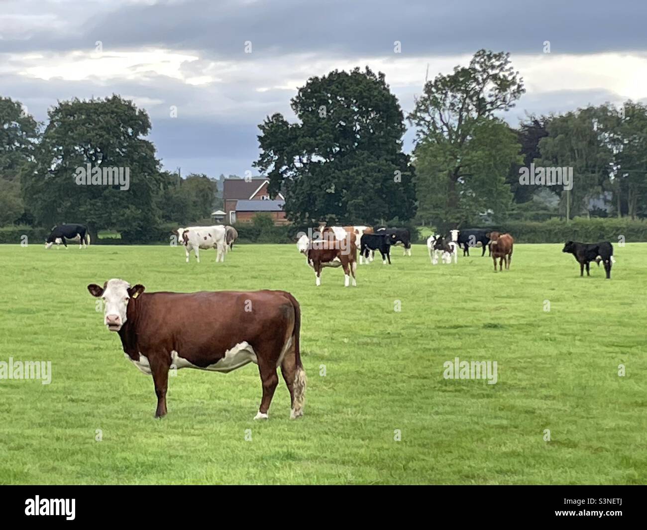 Cattle in a field hi-res stock photography and images - Alamy