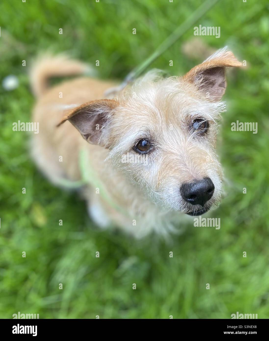 Light brown dog hi-res stock photography and images - Alamy
